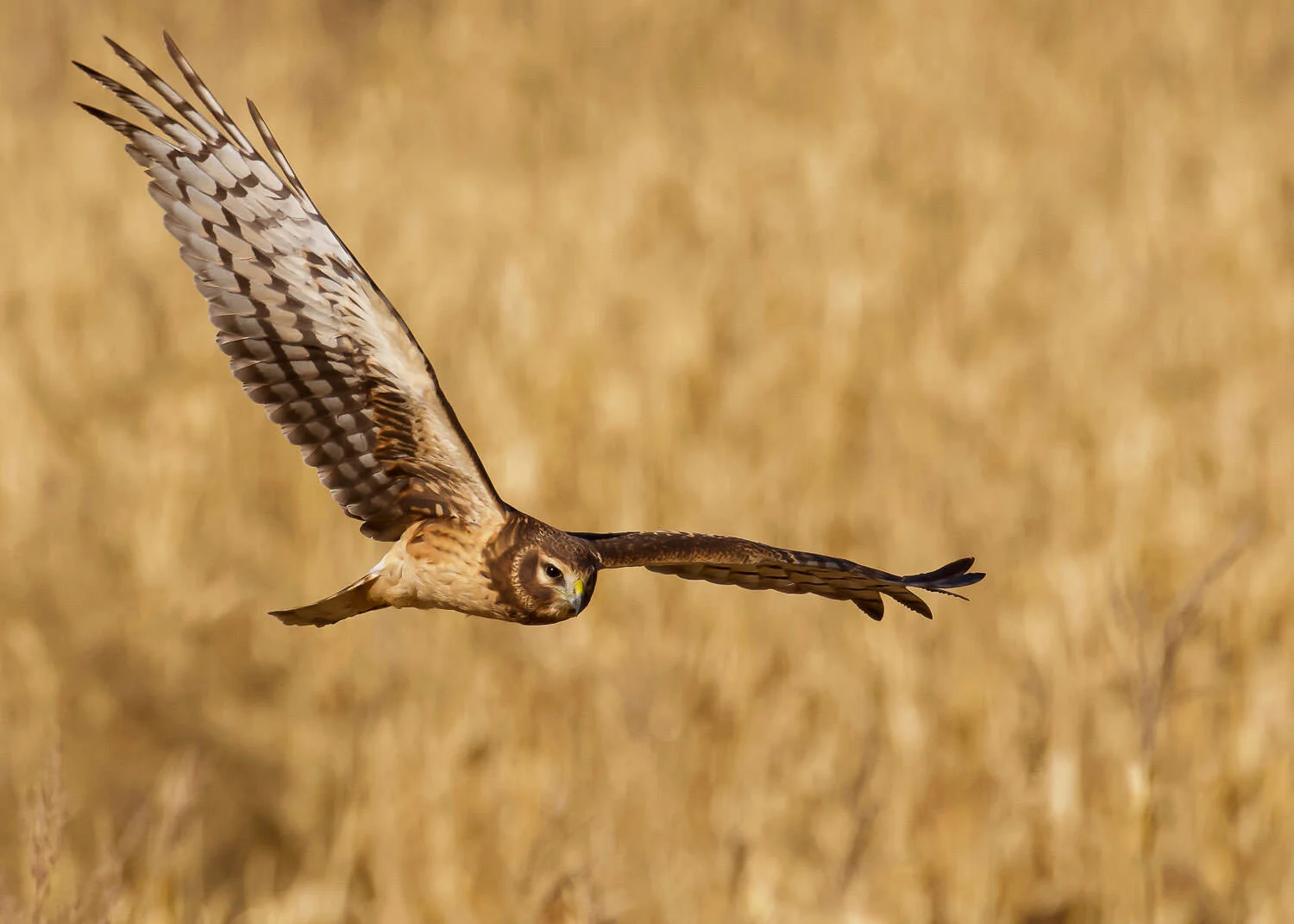 Silver Forest Images-Northern Harriers