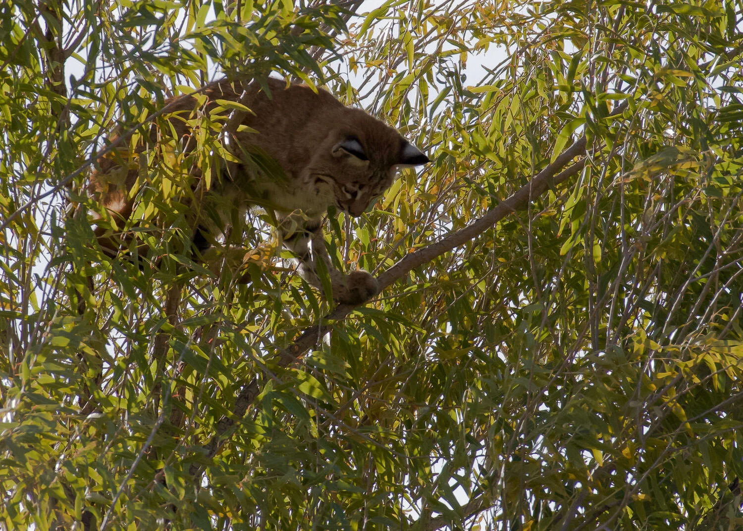 Silver Forest Images-Bobcats