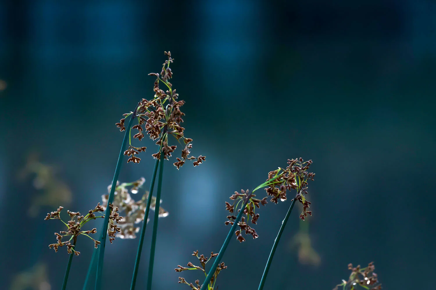 Silver Forest Images-petaluma river wetlands