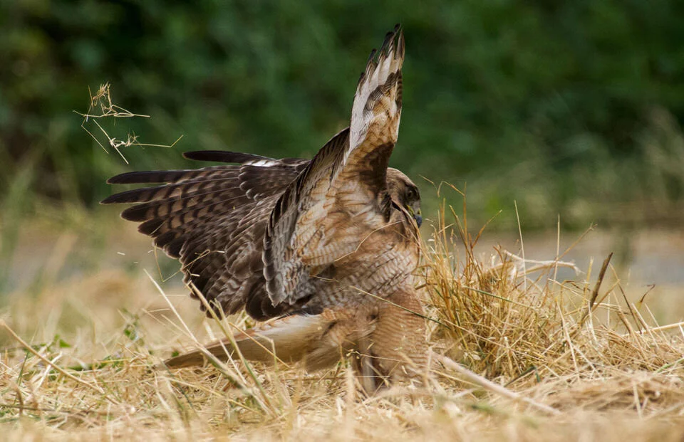 Red Tailed Hawk Catching Prey
