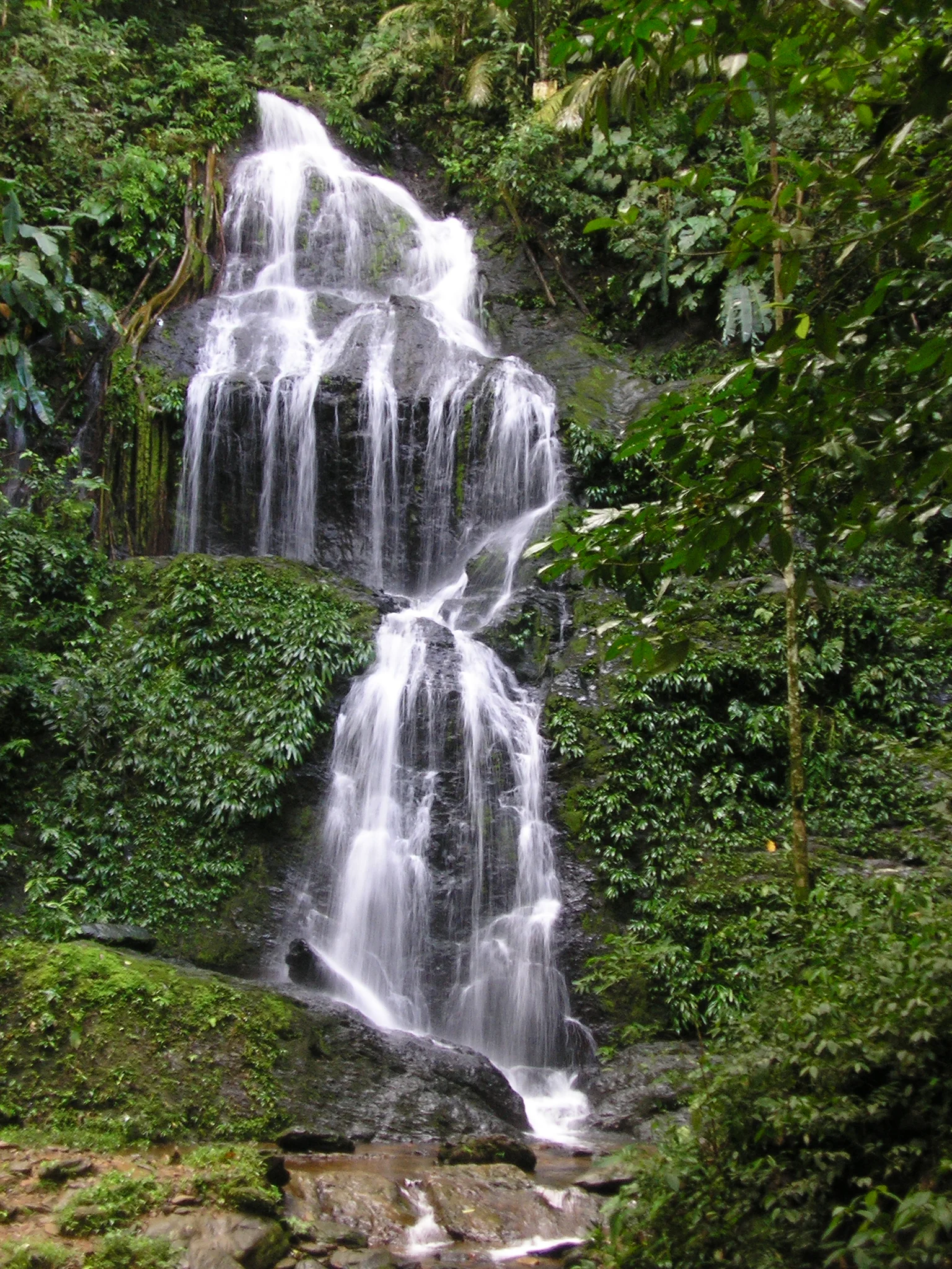 Brownsberg - Stone Island Tour — Pristine Rainforest Tours
