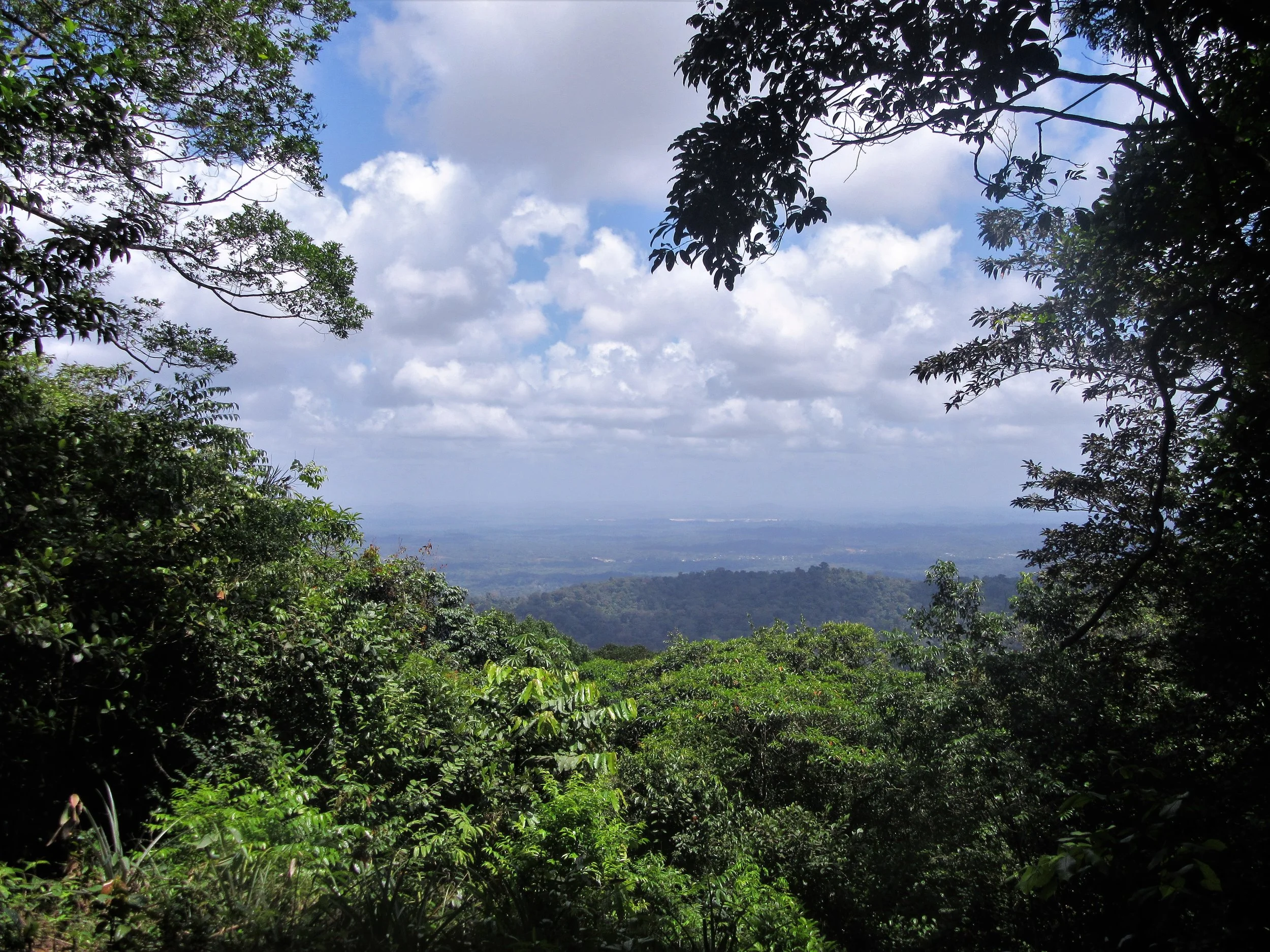 Brownsberg - Stone Island Tour — Pristine Rainforest Tours