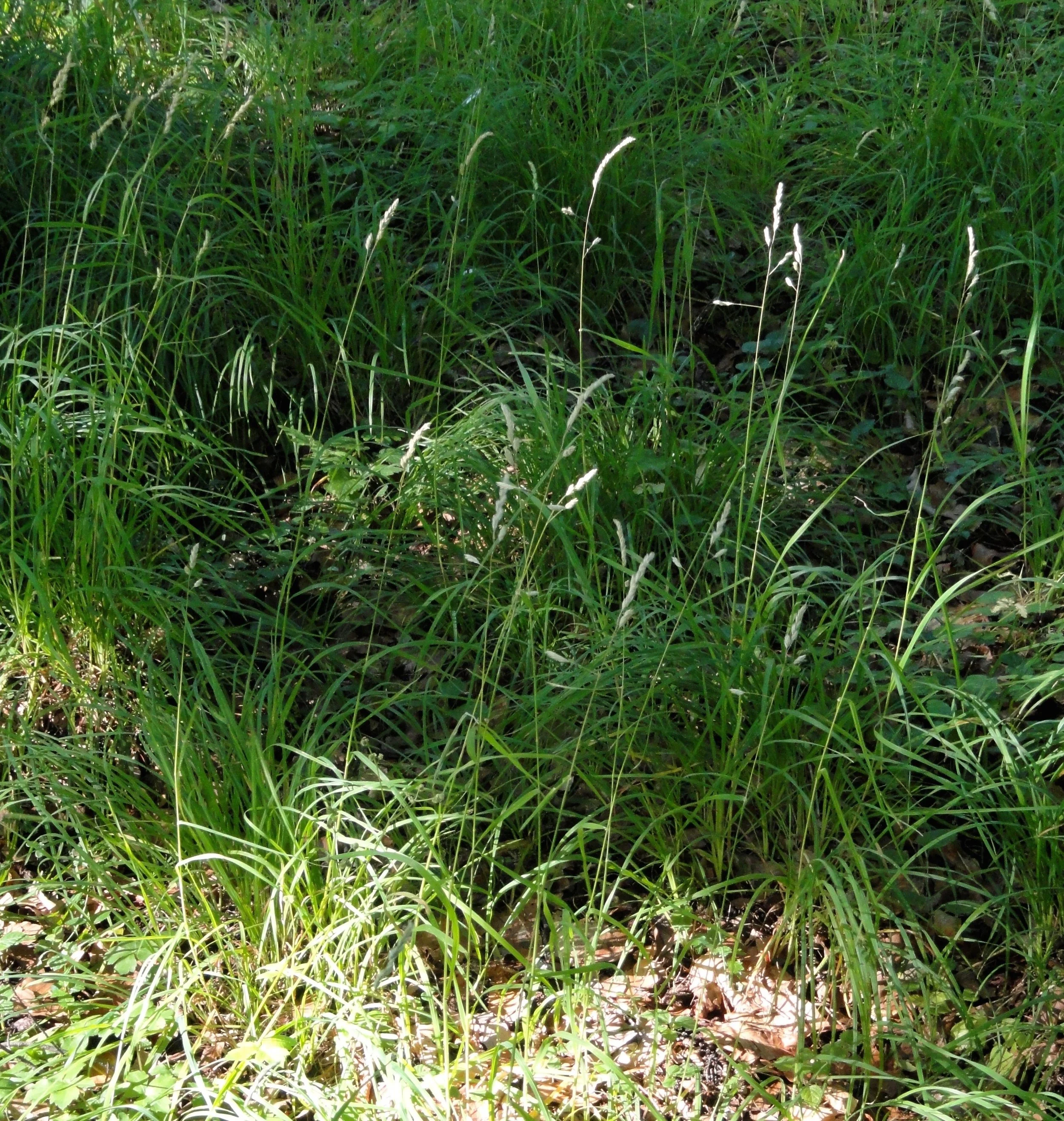 Sod Grasses — Seeds Trust