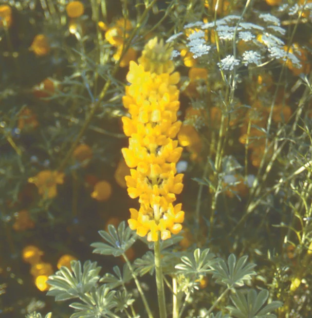 Lupine Seedlings