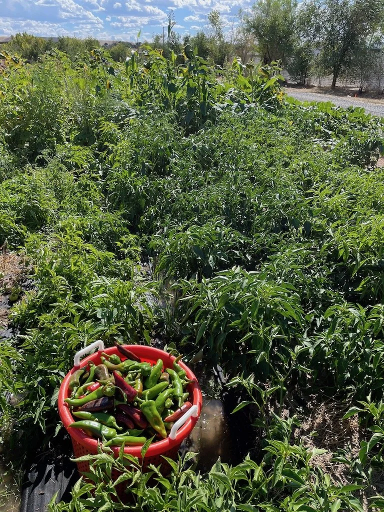 Seeds Trust, High Altitude Gardens