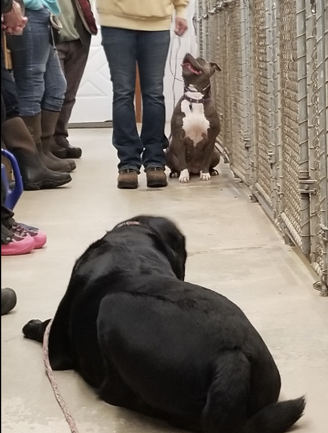 Eva Burrell Animal Shelter