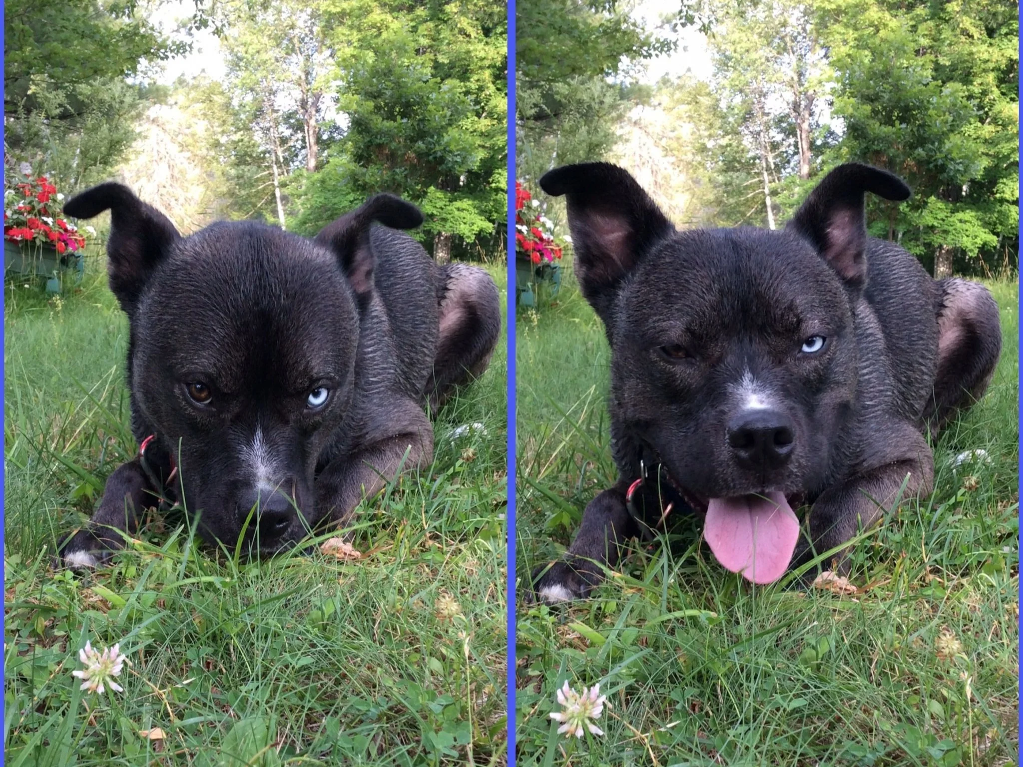 EBAS Alumni — Eva Burrell Animal Shelter