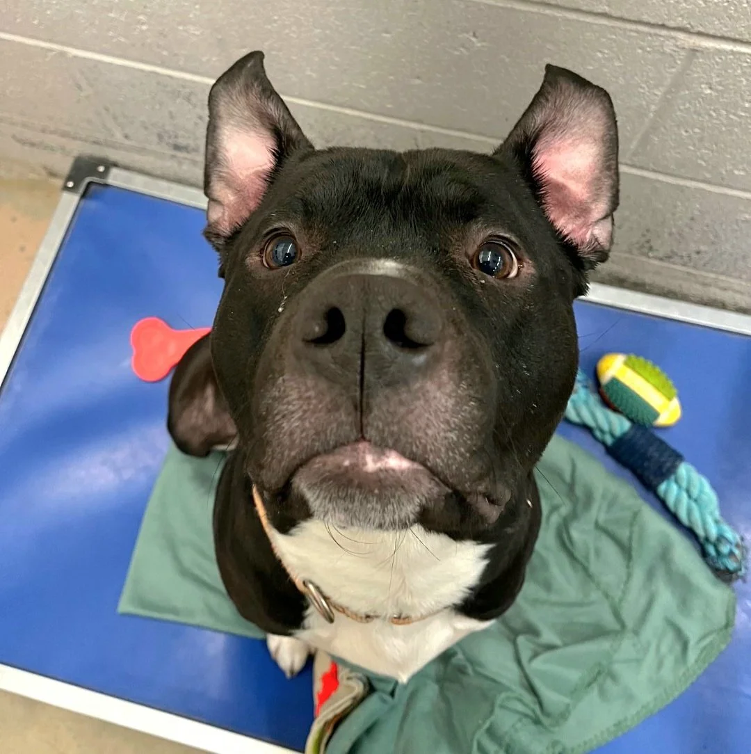 Pet of the Month — Eva Burrell Animal Shelter