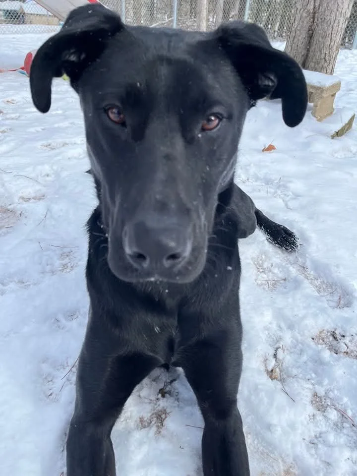 What We Do — Eva Burrell Animal Shelter