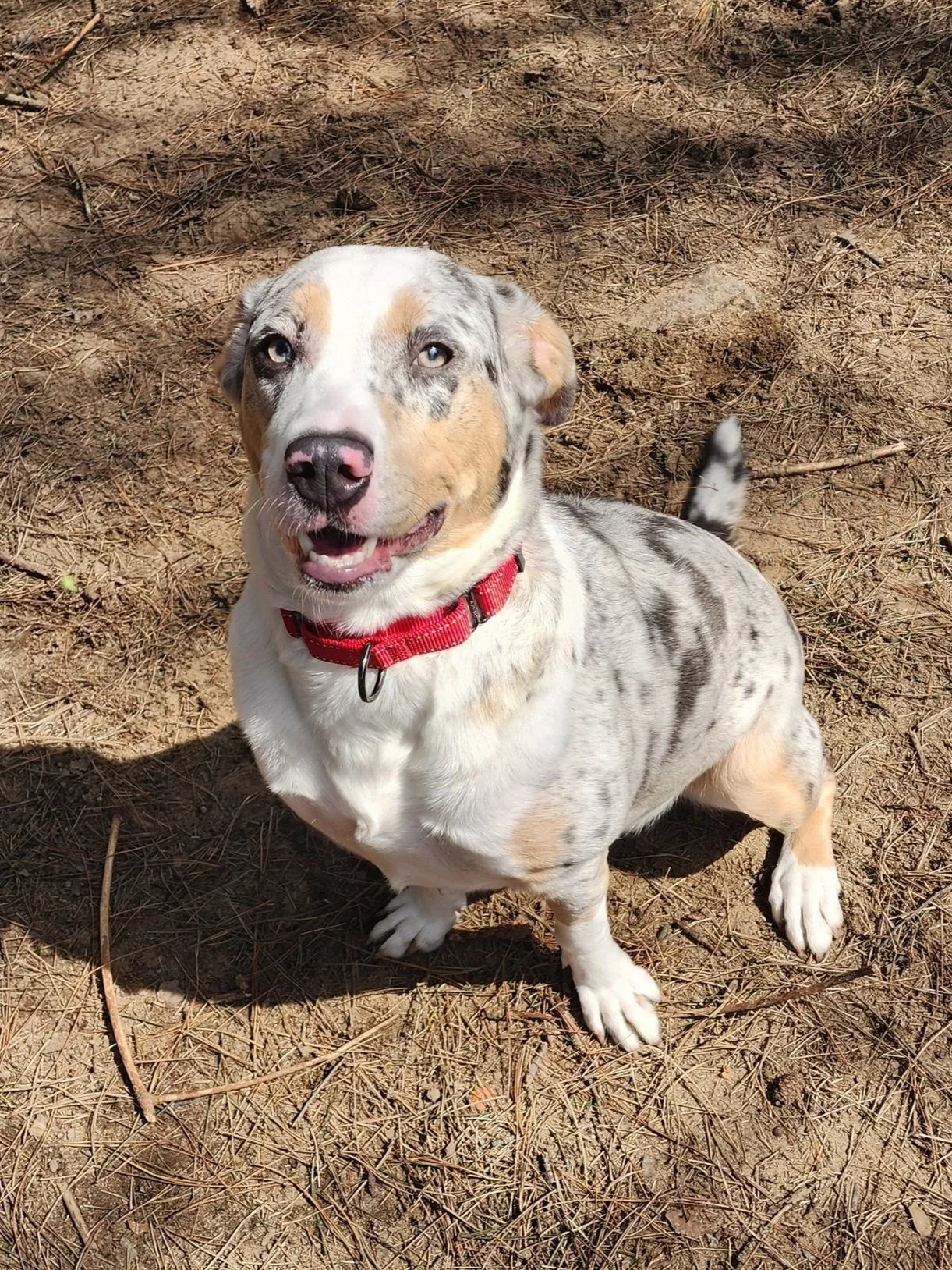 Eva Burrell Animal Shelter