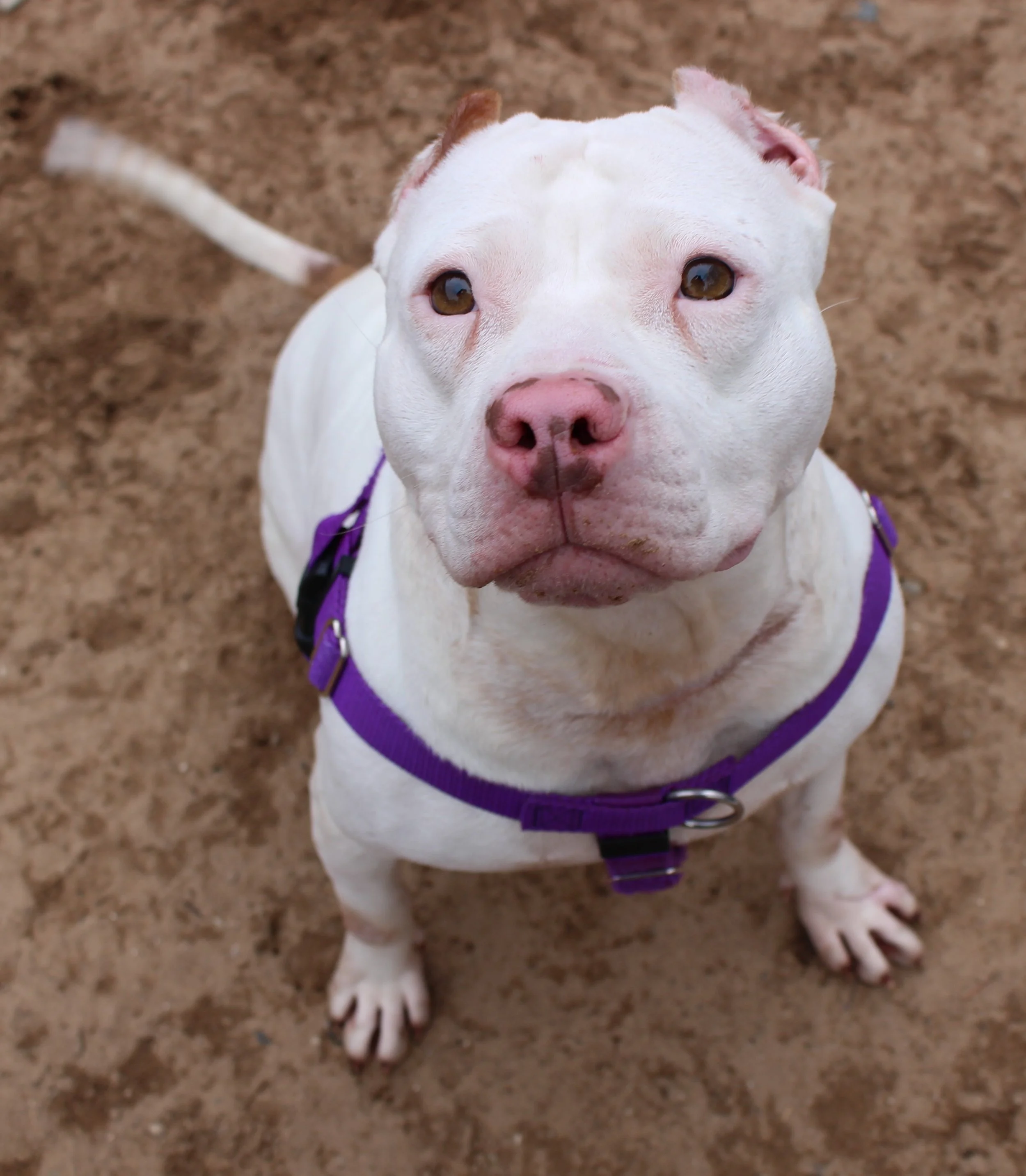 Eva Burrell Animal Shelter