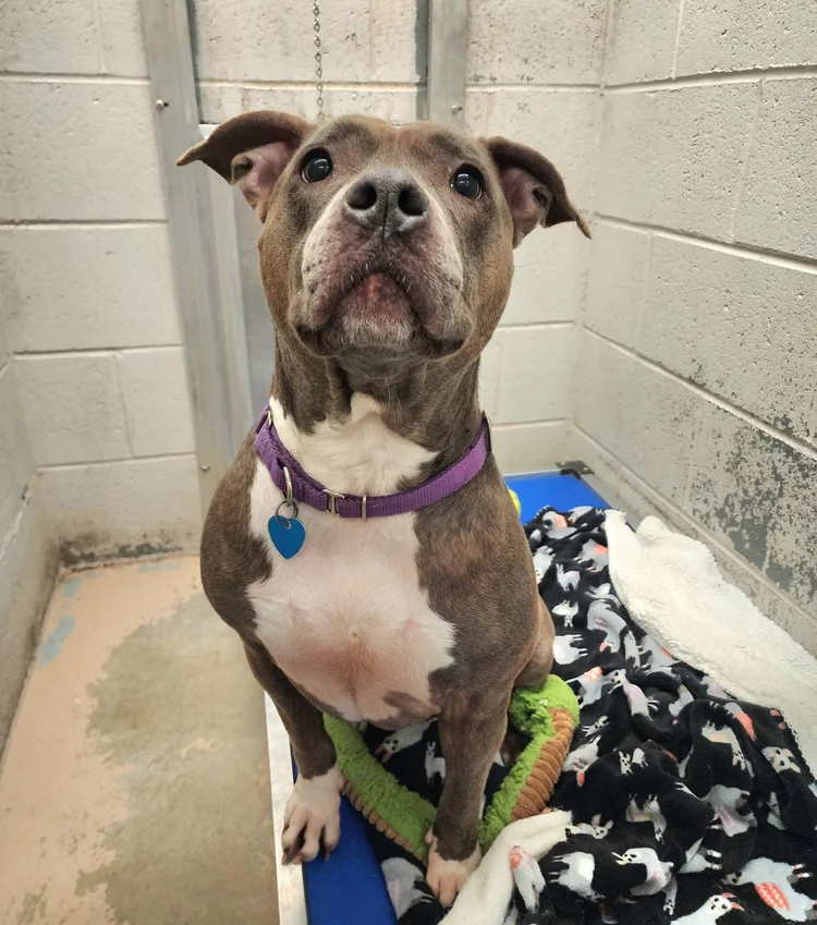 Eva Burrell Animal Shelter