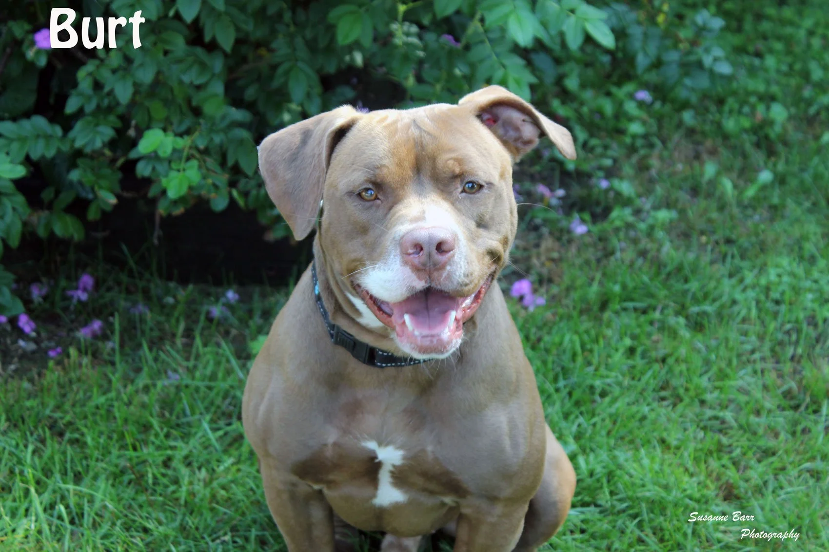 Pet of the Month — Eva Burrell Animal Shelter