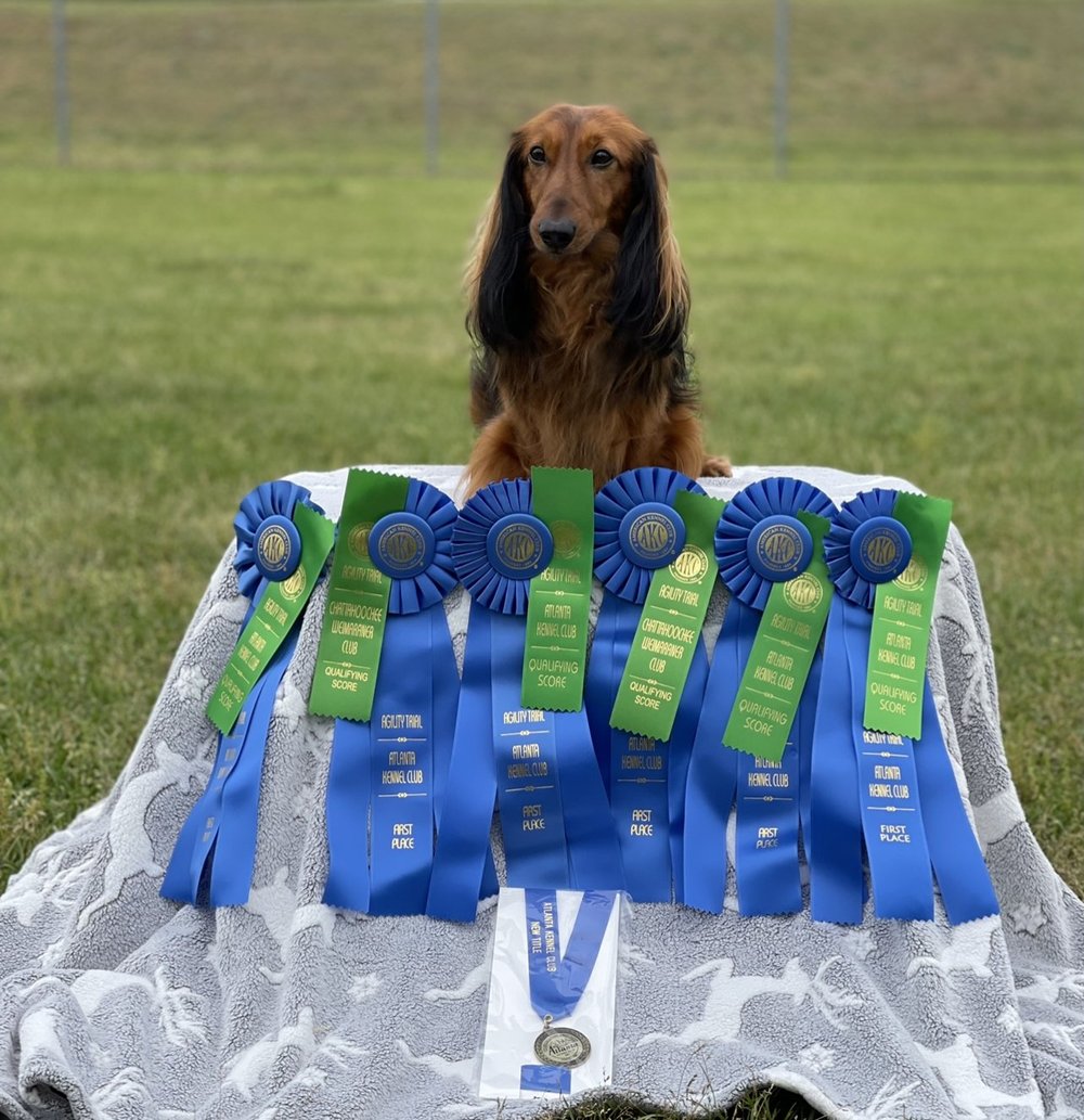 About Us — Noble Beasts Dog Training