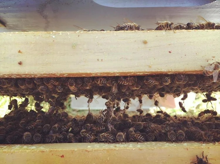 KY Backyard Beekeepers