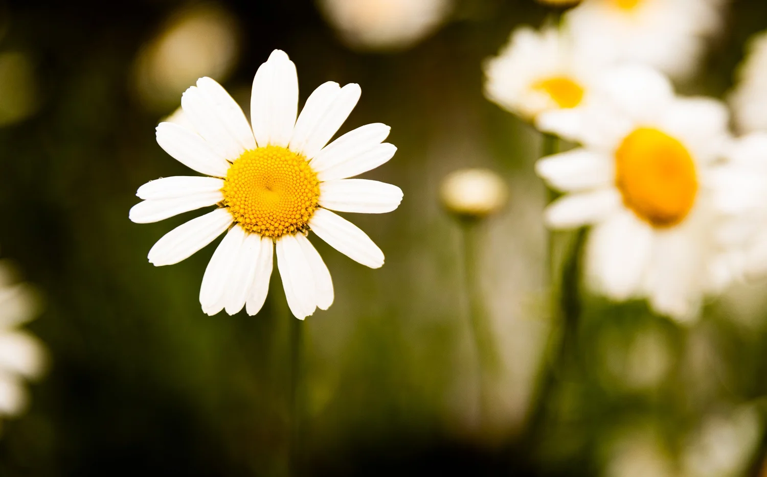 John Lazo Photography