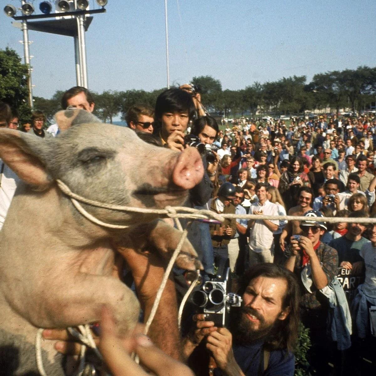 A Brief History of the Word Pig as Slang for Police — NOISE