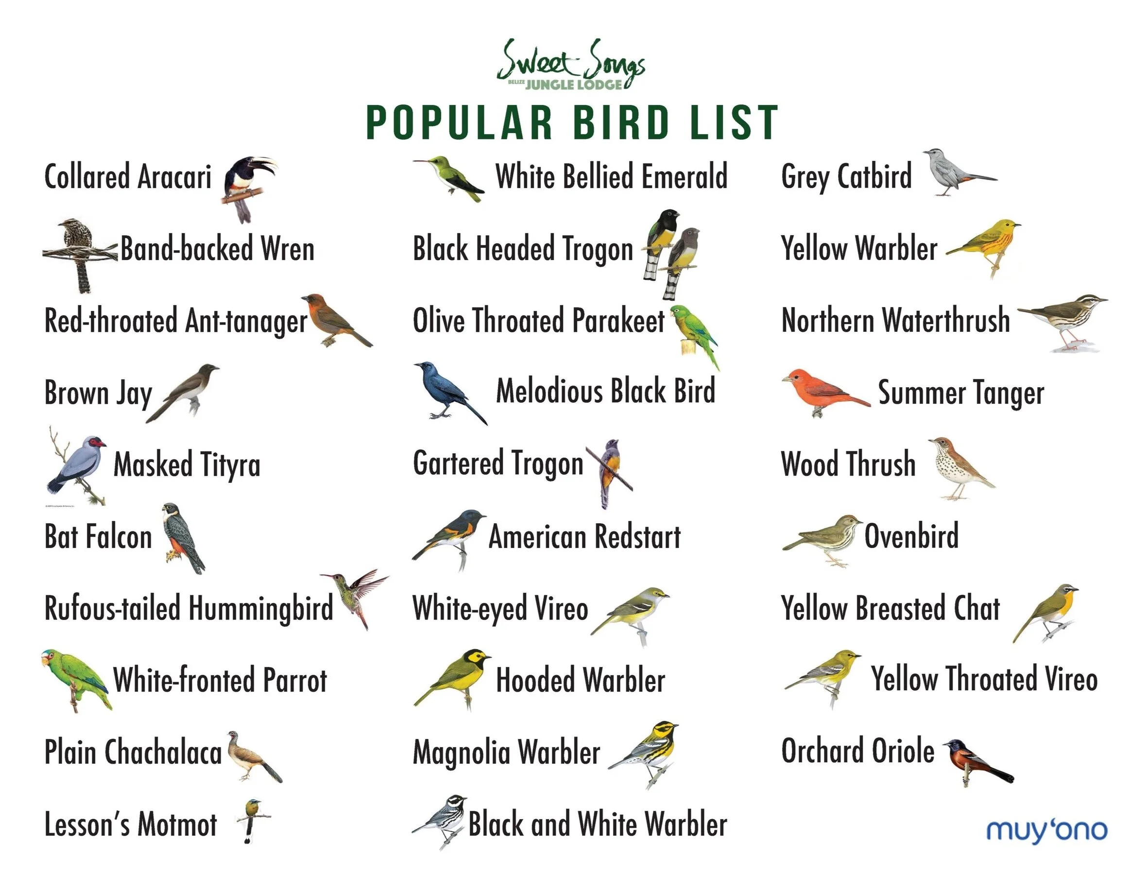 Birding at Sweet Songs in San Ignacio, Belize