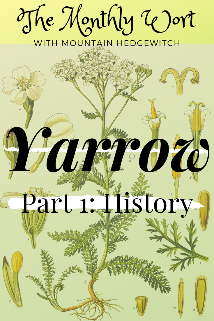 The Monthly Wort: Yarrow (Part 1) — Mountain Hedgewitch