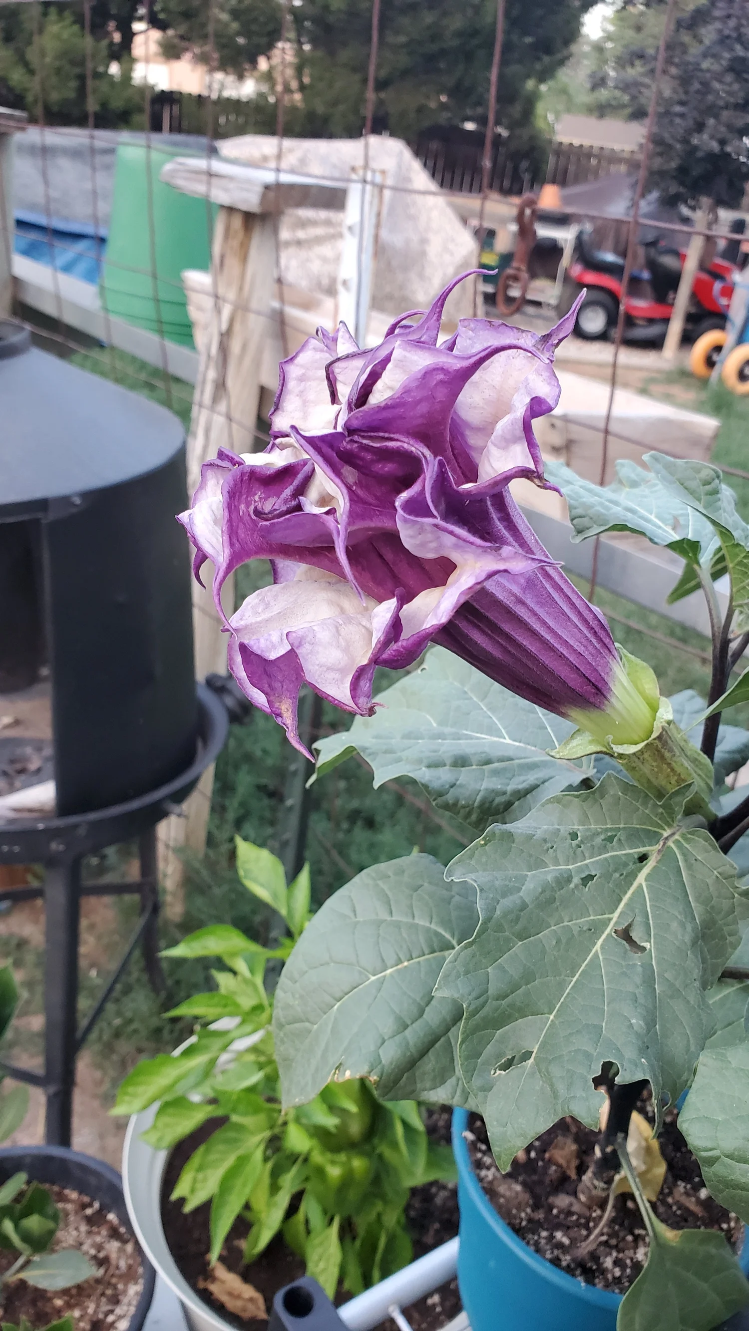 Double Purple Trumpet Flower Information