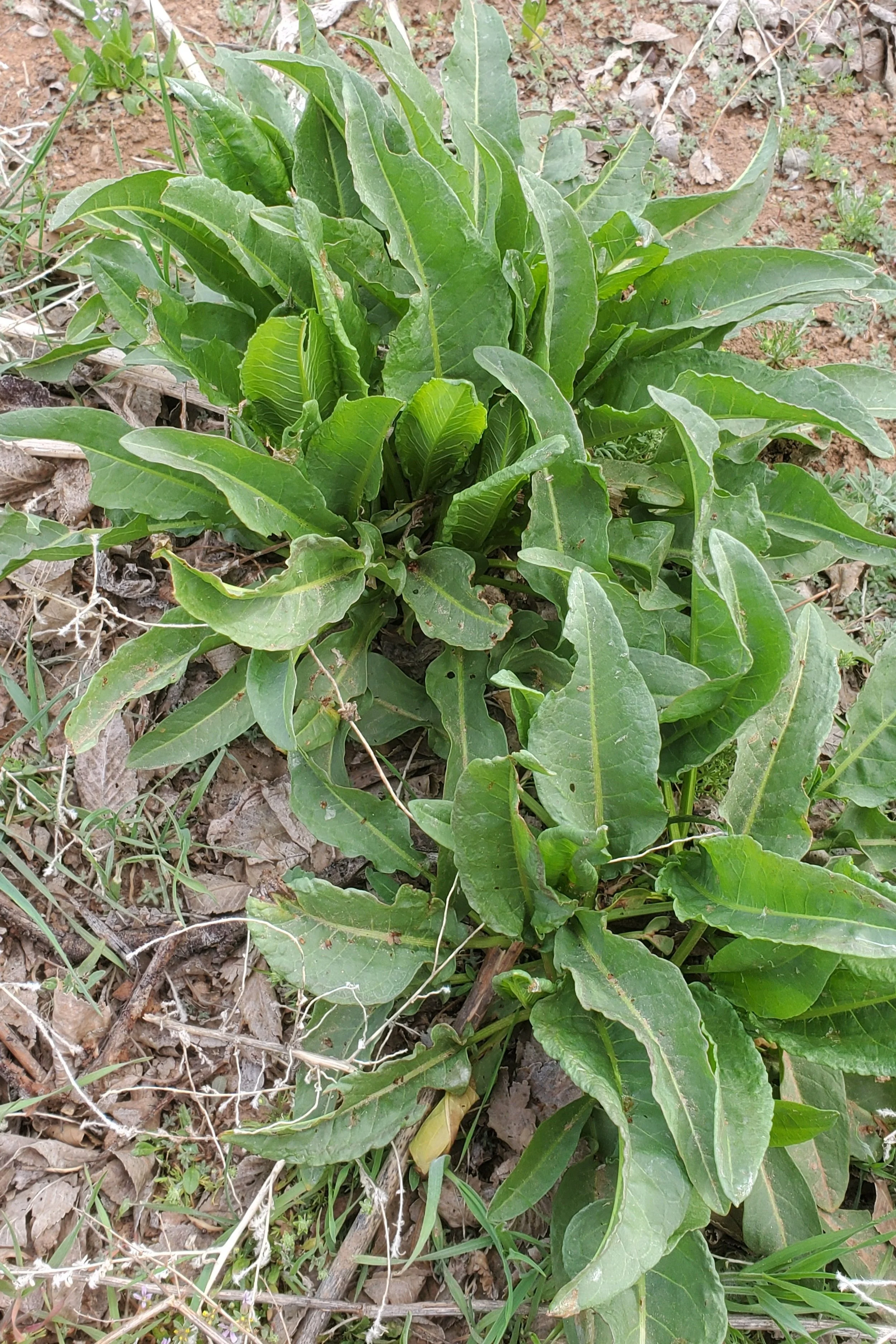 4 EASY Plants to Forage in Spring! — Mountain Hedgewitch