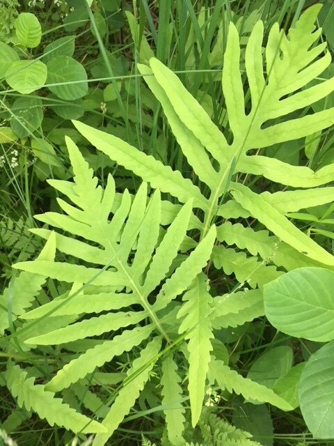 Testimonials — The Garden Guru