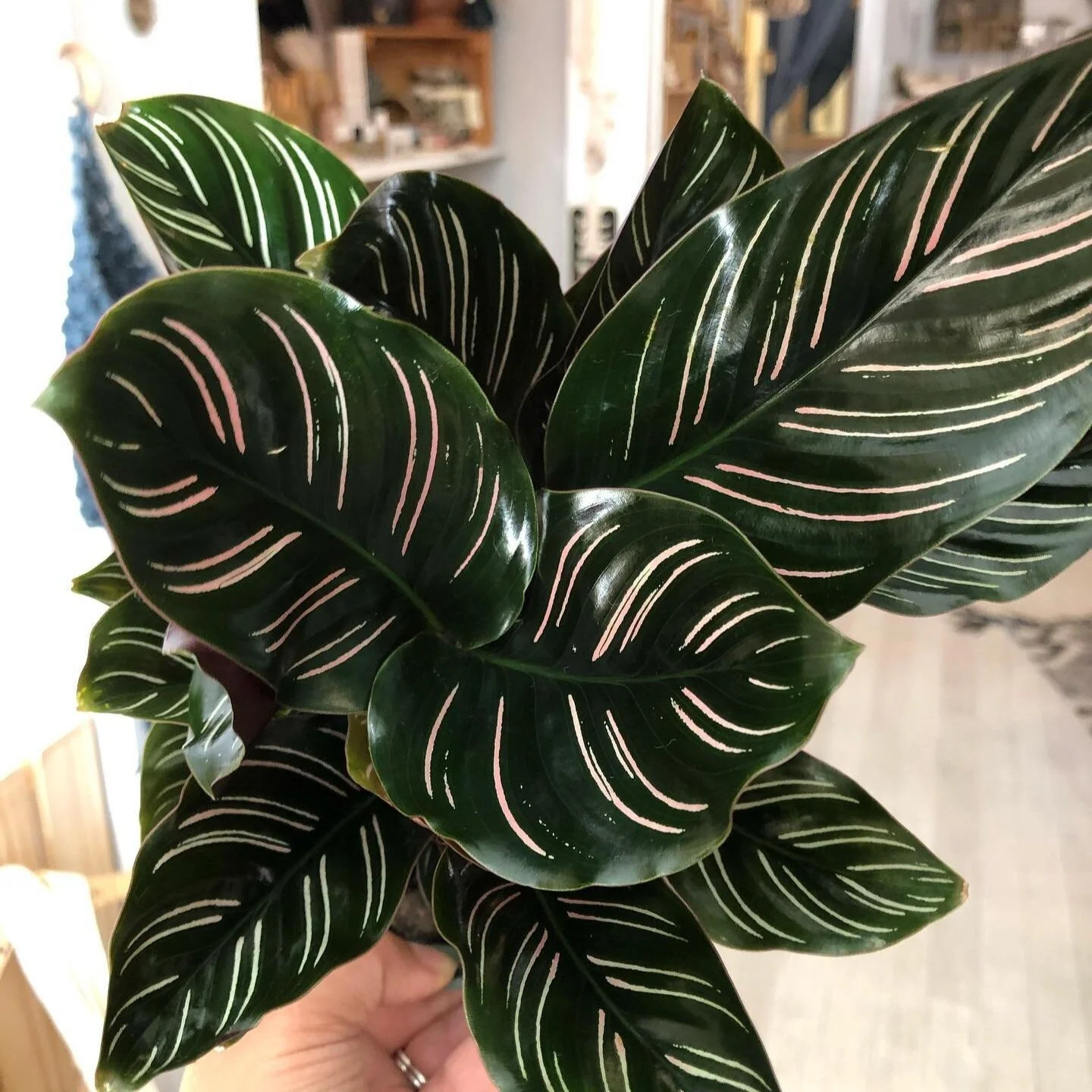 Plant Care — Modern Terrarium Bar