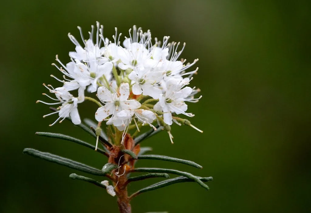 For Every Need There Is a Plant — Radiant Wellbeing