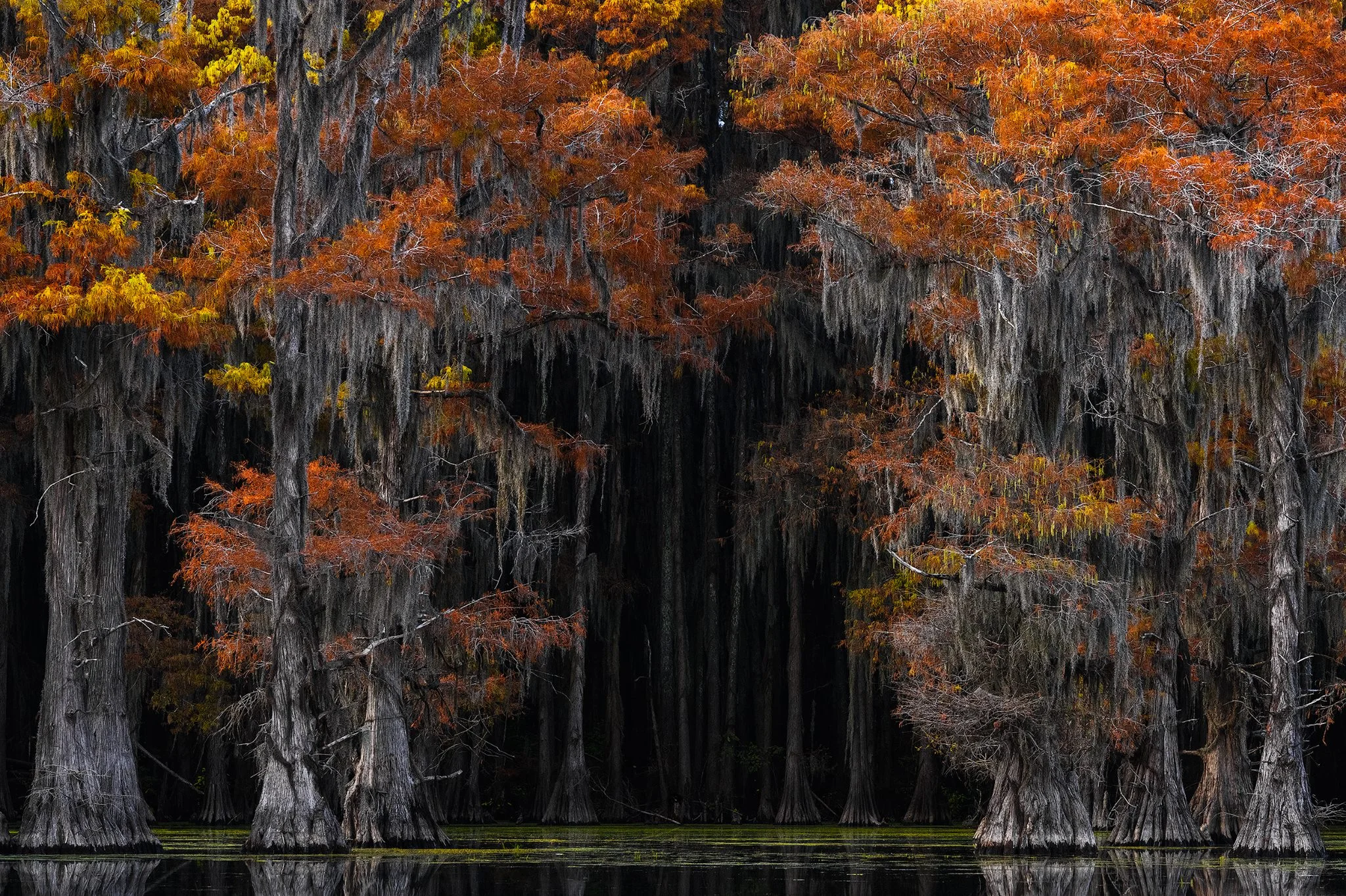Fall Colors in the Swamp 2024 — Mike Mezeul II Photography LLC