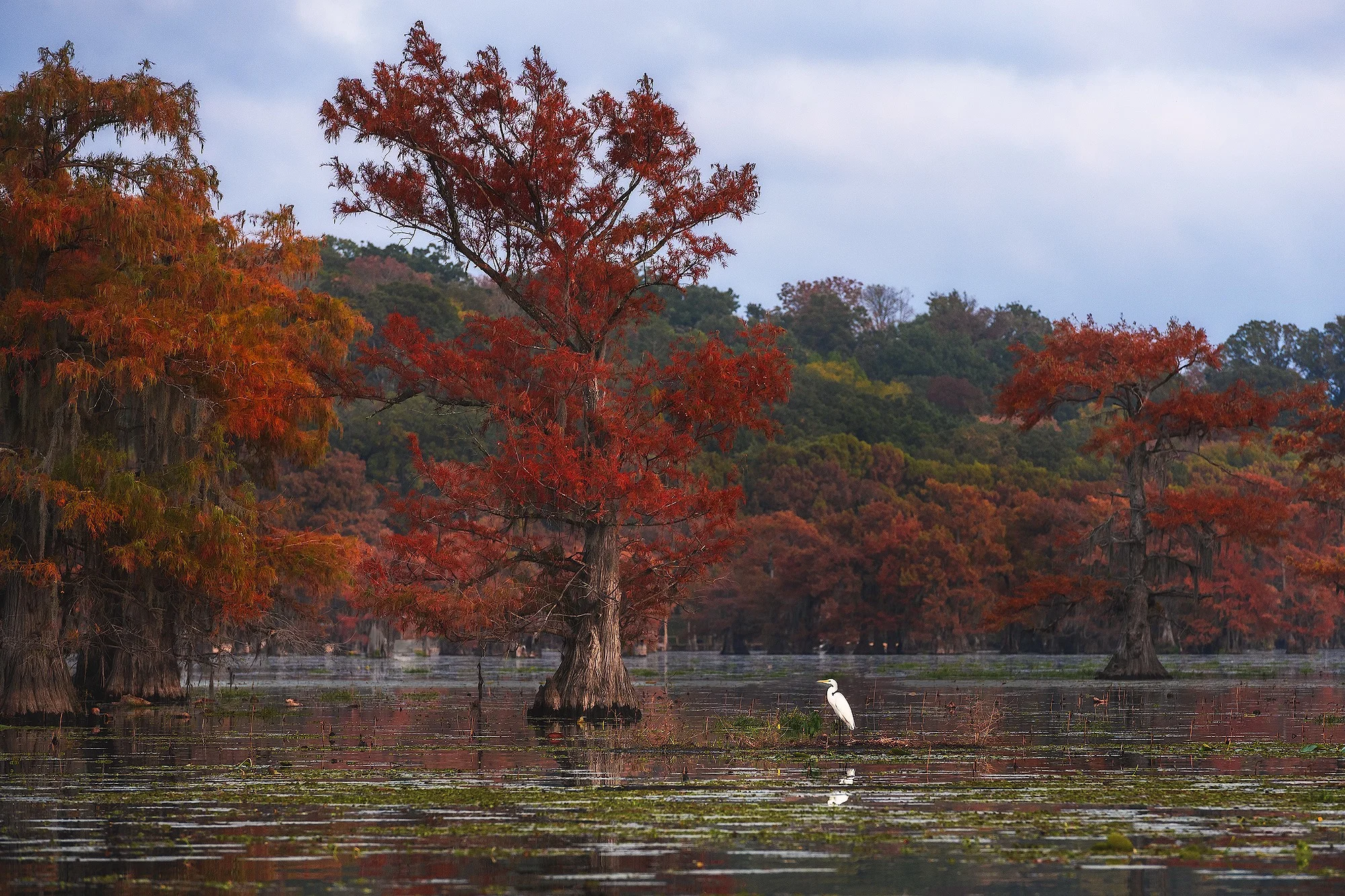 Fall Colors in the Swamp 2024 — Mike Mezeul II Photography LLC
