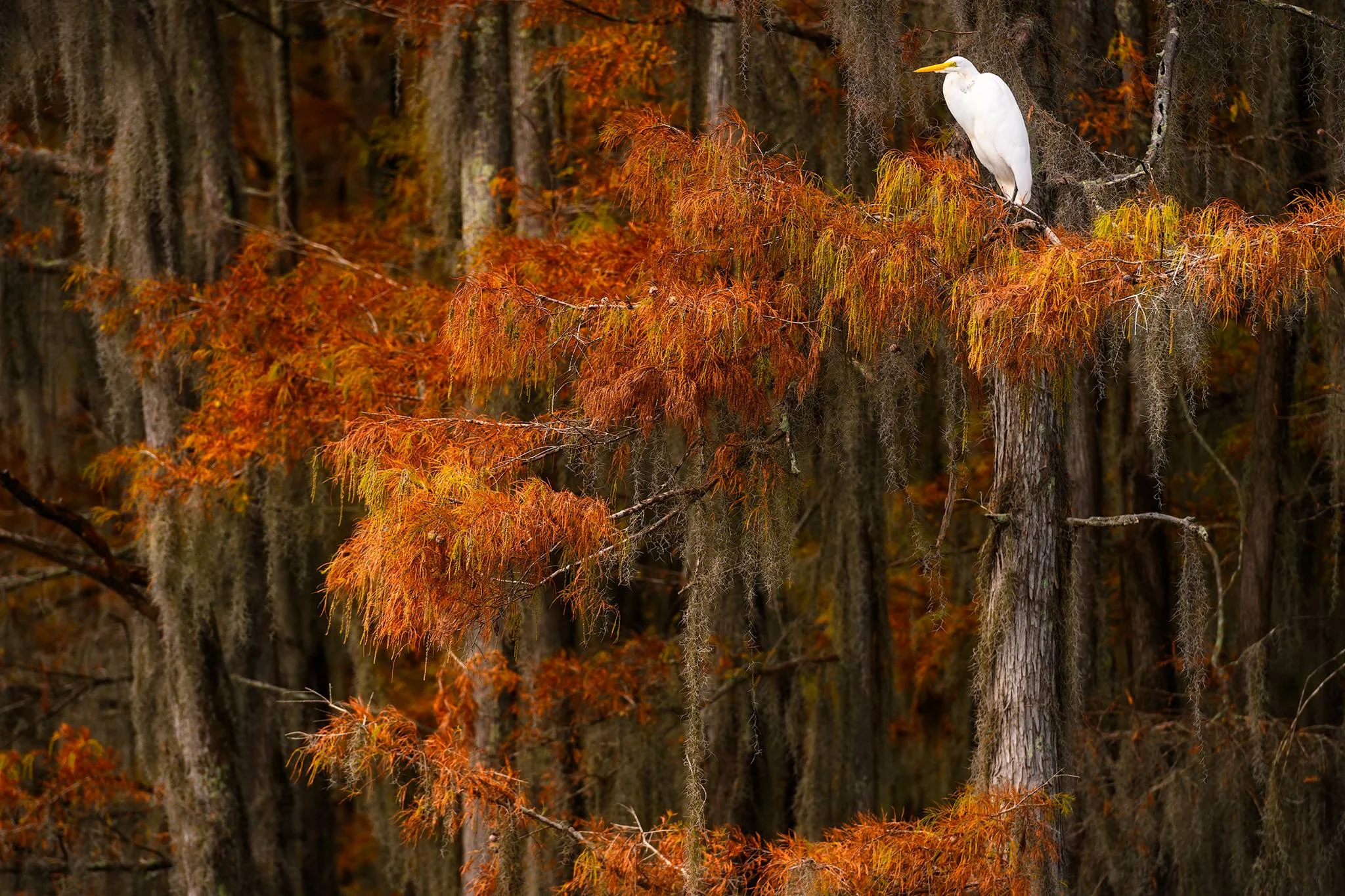 Fall Colors in the Swamp 2024 — Mike Mezeul II Photography LLC