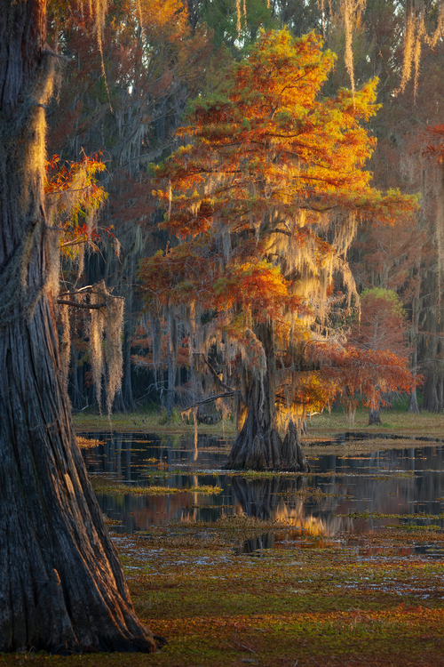 Fall Colors in the Swamp 2024 — Mike Mezeul II Photography LLC