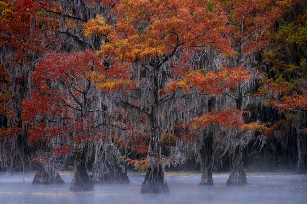 Fall Colors in the Swamp 2024 — Mike Mezeul II Photography LLC