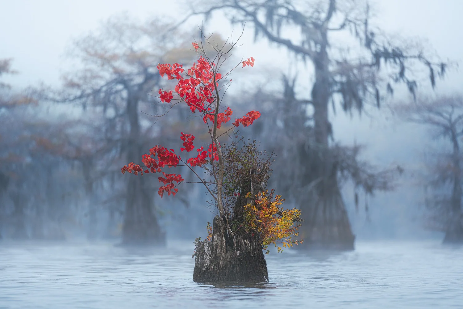 Fall Colors in the Swamp 2024 — Mike Mezeul II Photography LLC