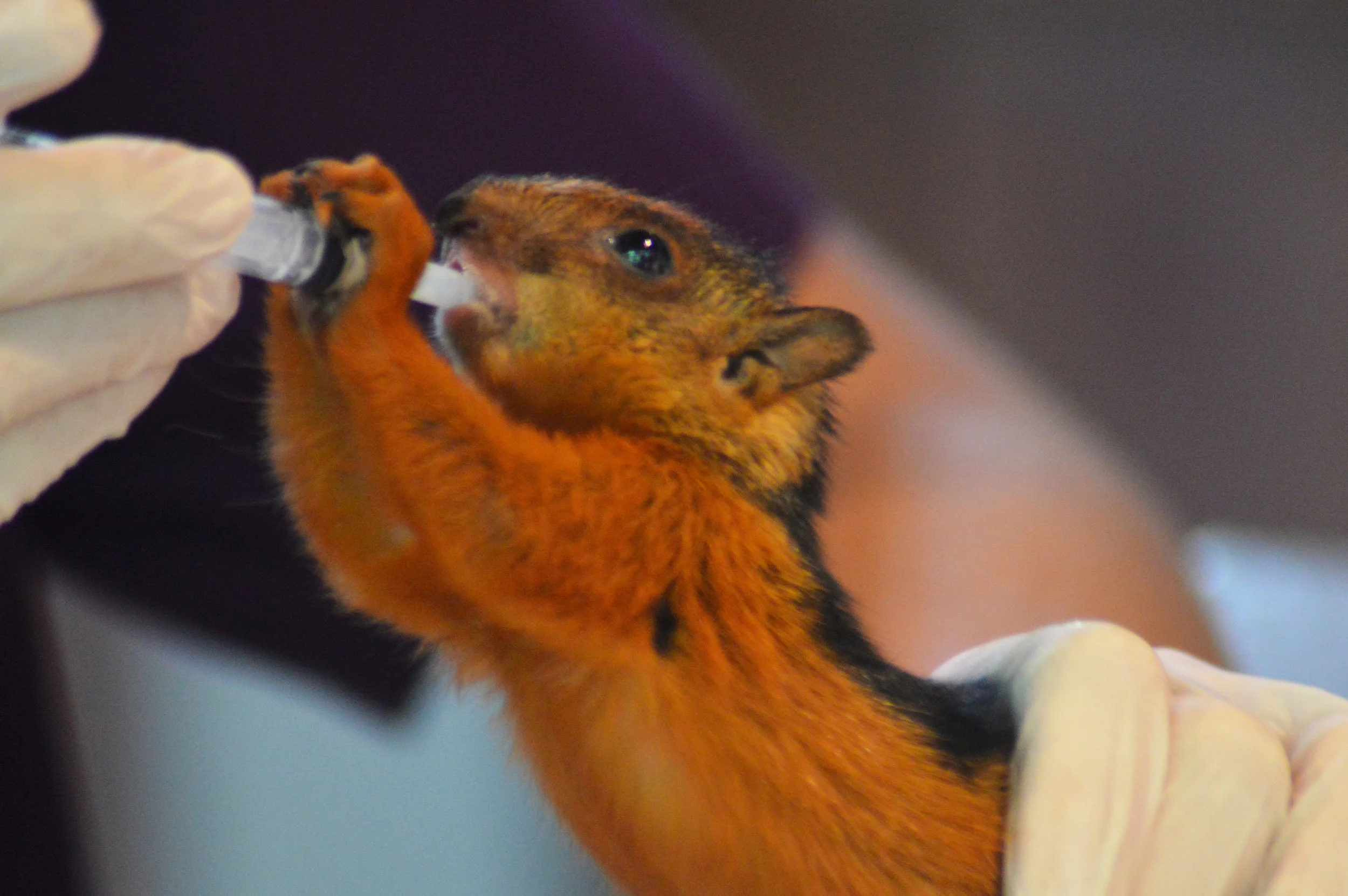 Pre-Vet Veterinarian Experience | Wild Sun Rescue