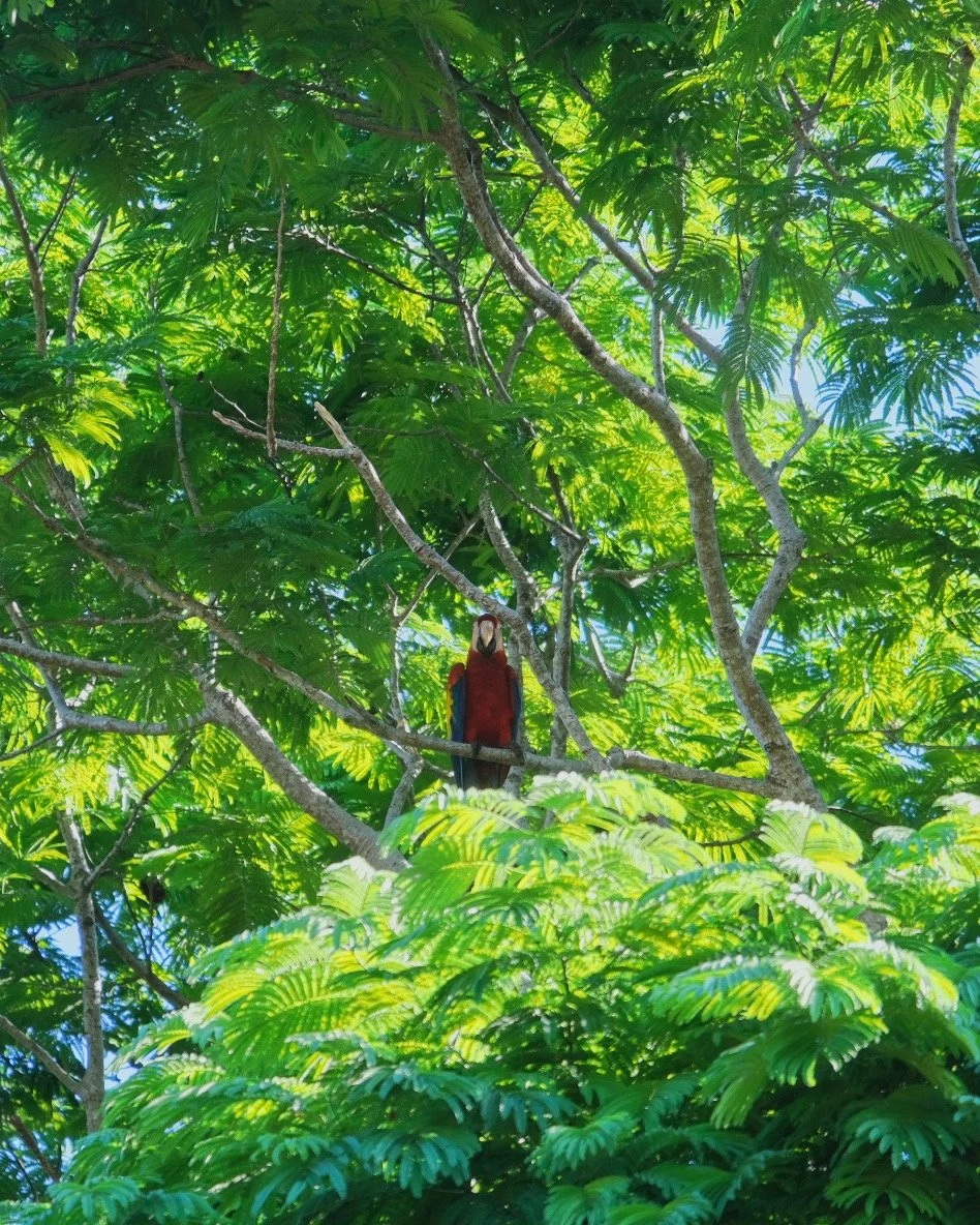 PVI Blog | Wild Sun Rescue