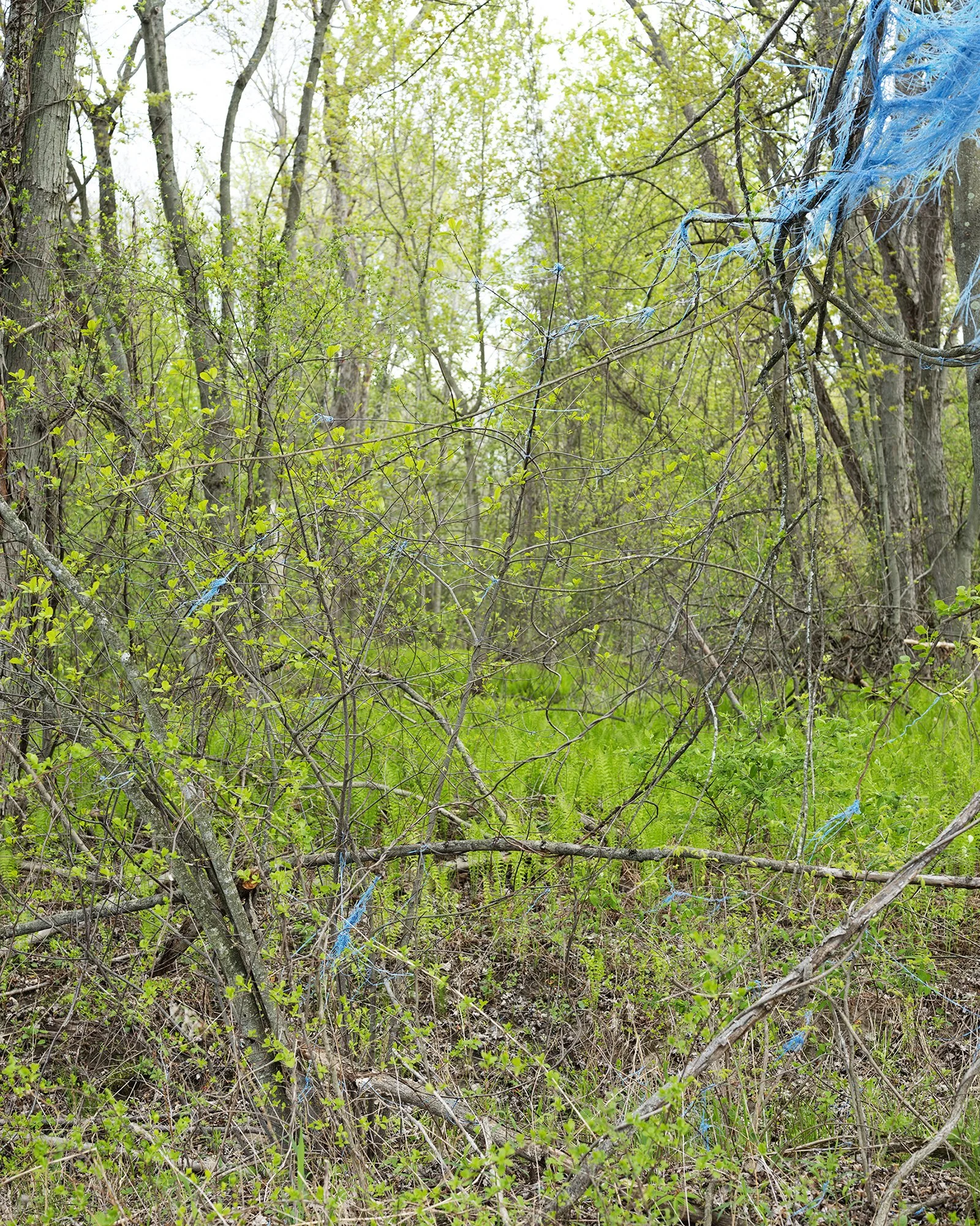 North Elba — Bill McDowell