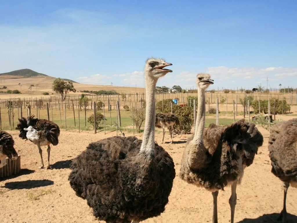 Visiting Ostrichland USA Ostrich Farm Solvang California Sick Girl