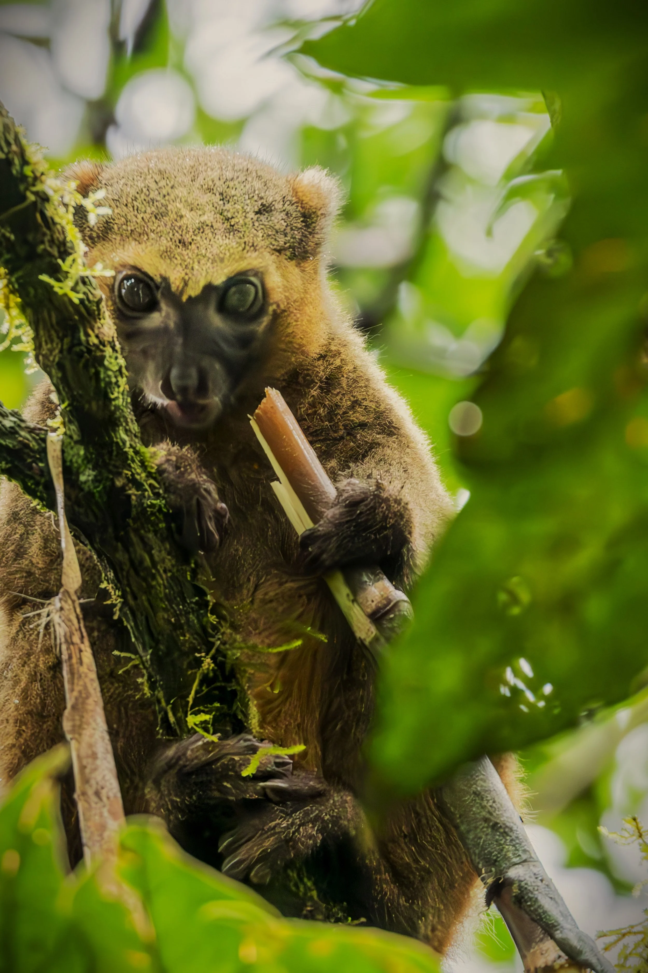 Amazing Madagascar — Christopher Robin Arts