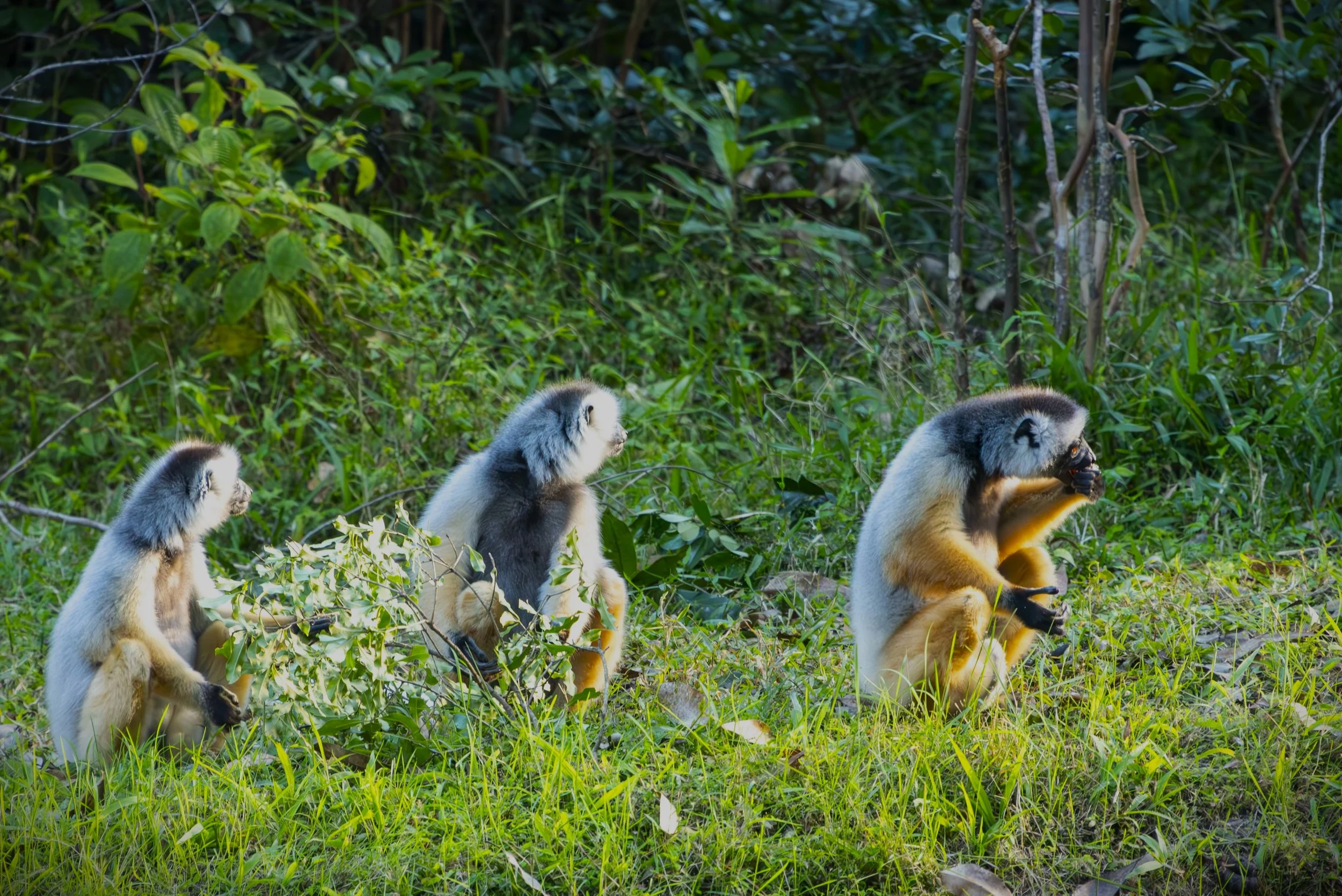 Amazing Madagascar — Christopher Robin Arts