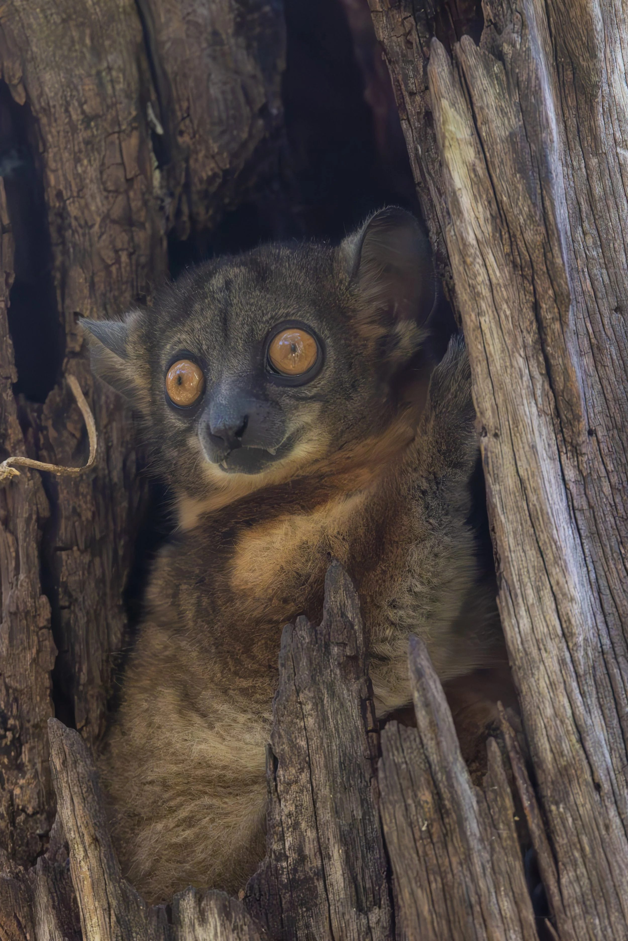 Amazing Madagascar — Christopher Robin Arts