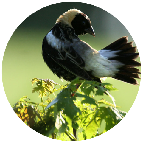 Advocate — Nature Trust of New Brunswick