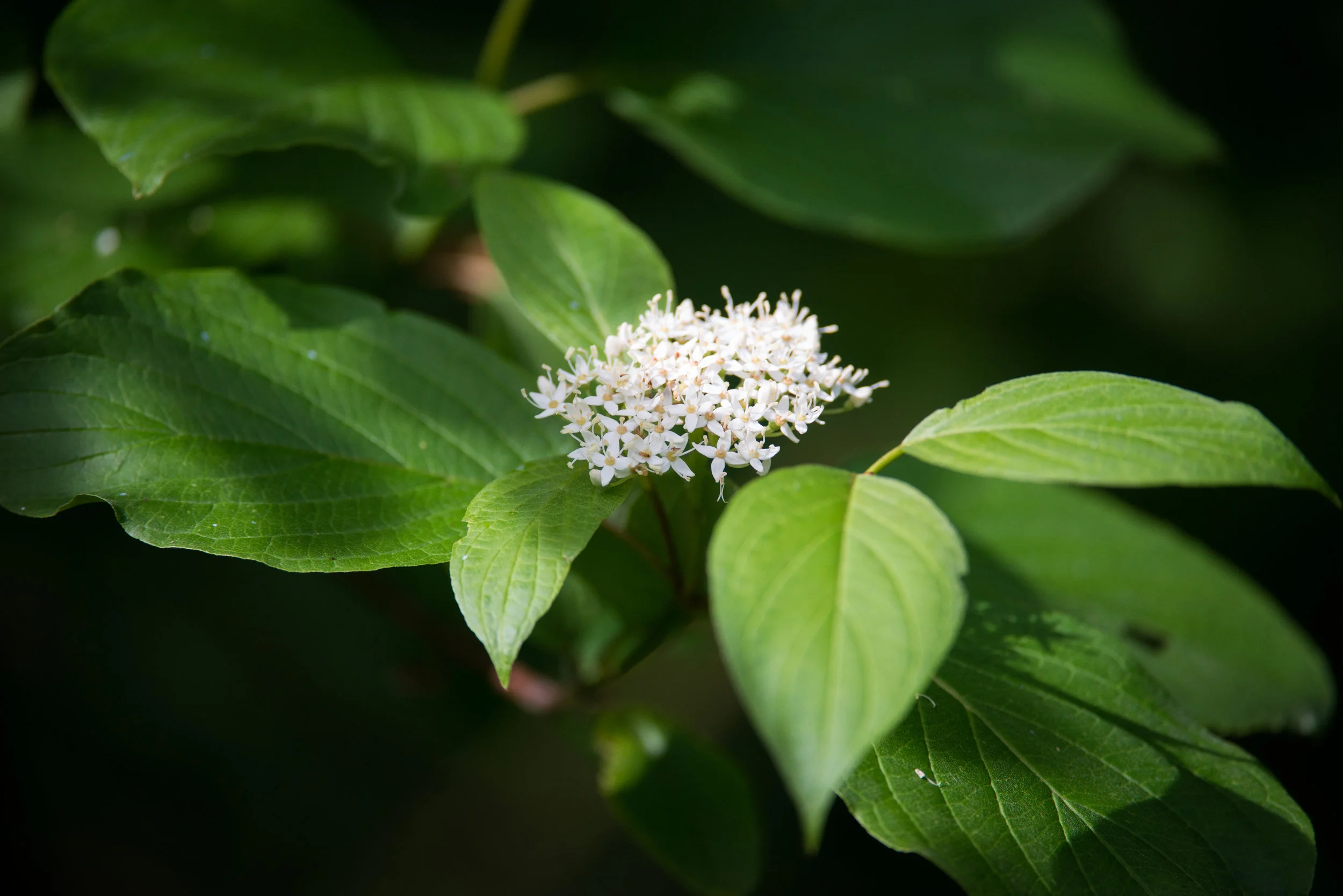 Engage — Nature Trust of New Brunswick