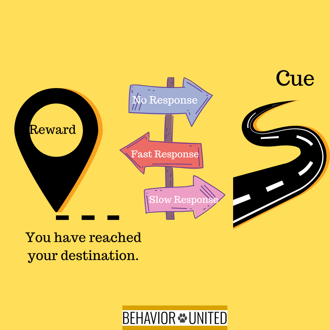 Start Your Engines for Distractions and Dogs — Behavior United Dog ...