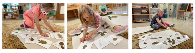 Exploring Leaves — White Bear Montessori School
