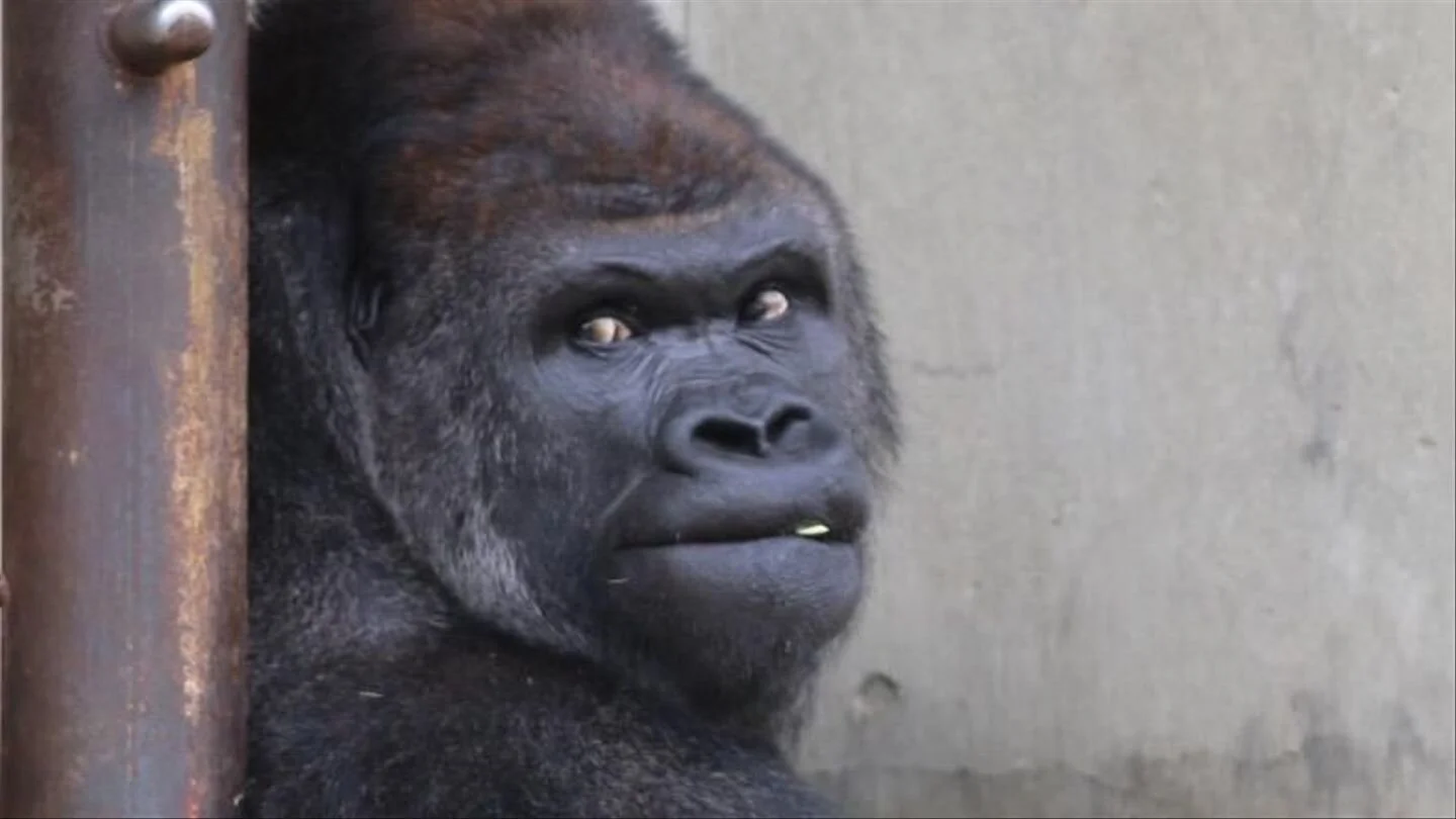 5 animal species that I think could transform into hotter humans than ...