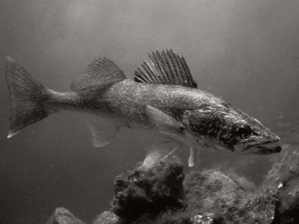 Portland, Oregon Fishing Guide – Sturgeon, Salmon, Steelhead, Walleye ...