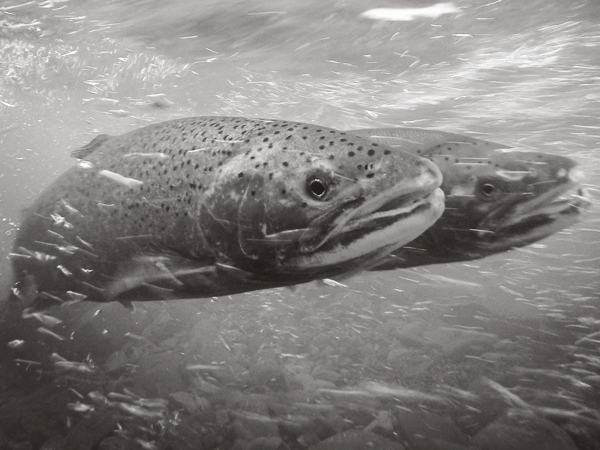 Portland, Oregon Fishing Guide – Sturgeon, Salmon, Steelhead, Walleye ...