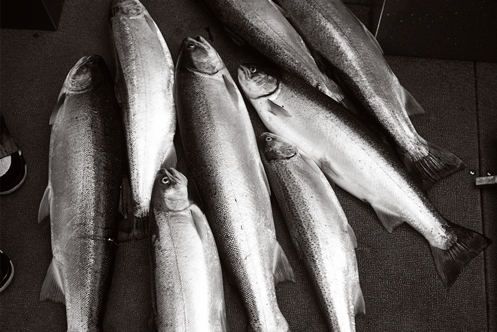 King Salmon | Sturgeon | Walleye | Halibut | Steelhead | Bottom Fish ...