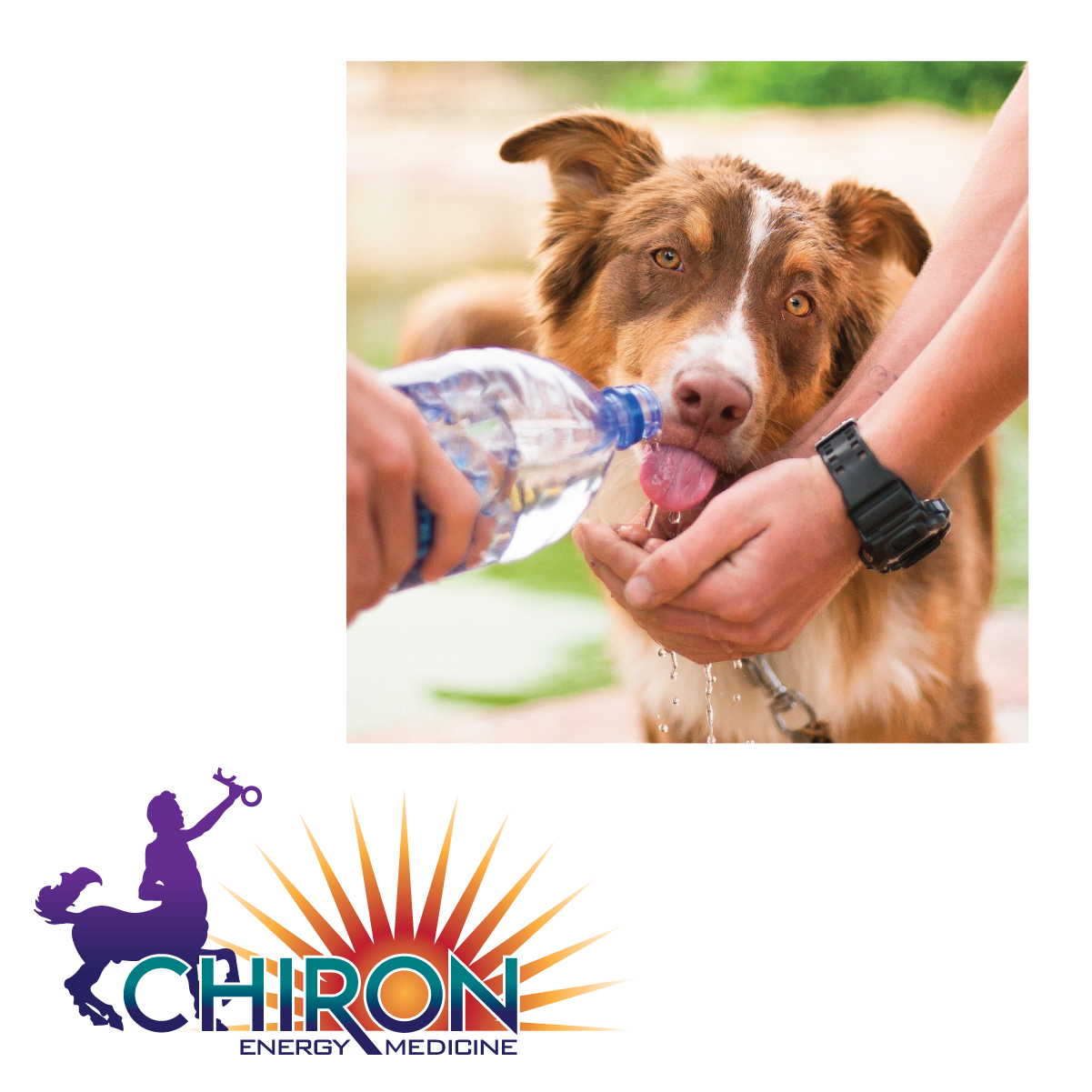 An Introductory Consultation — Chiron Energy Medicine